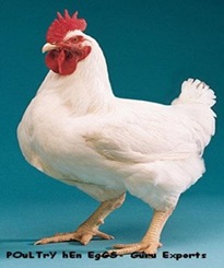 Biology For All: Poultry-Layers-Broilers